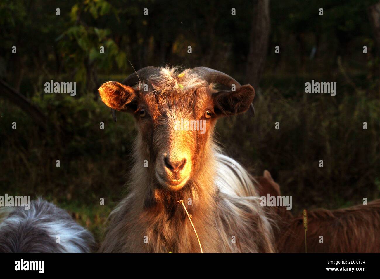 Face head ears hi-res stock photography and images - Alamy