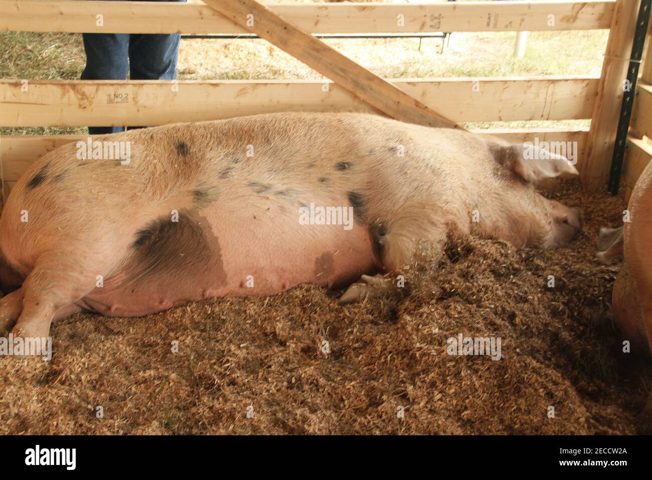 Fat as mud hi-res stock photography and images - Alamy