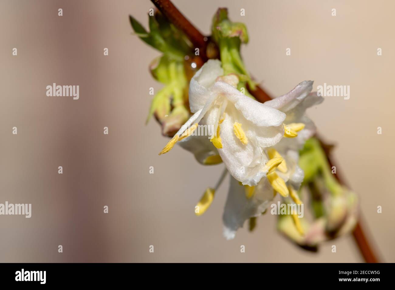 Macro shot of purpus honeysuckle (lonicera x purpusii) flowers Stock ...