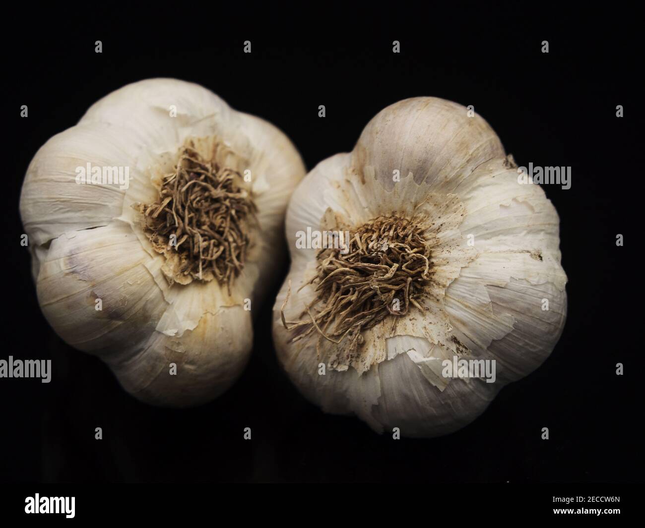 Two garlic placed next to each other isolated on a black background ...