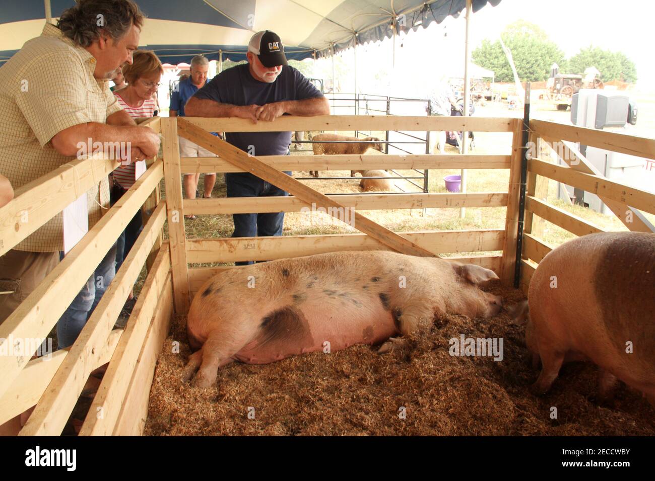 Fat as mud hi-res stock photography and images - Alamy