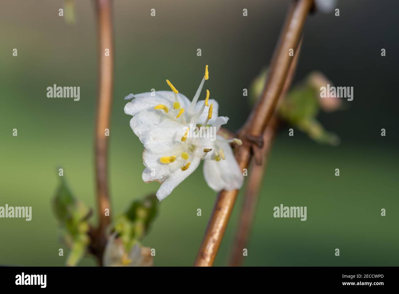 Lonicera x purpusii ‘winter beauty hi-res stock photography and images ...