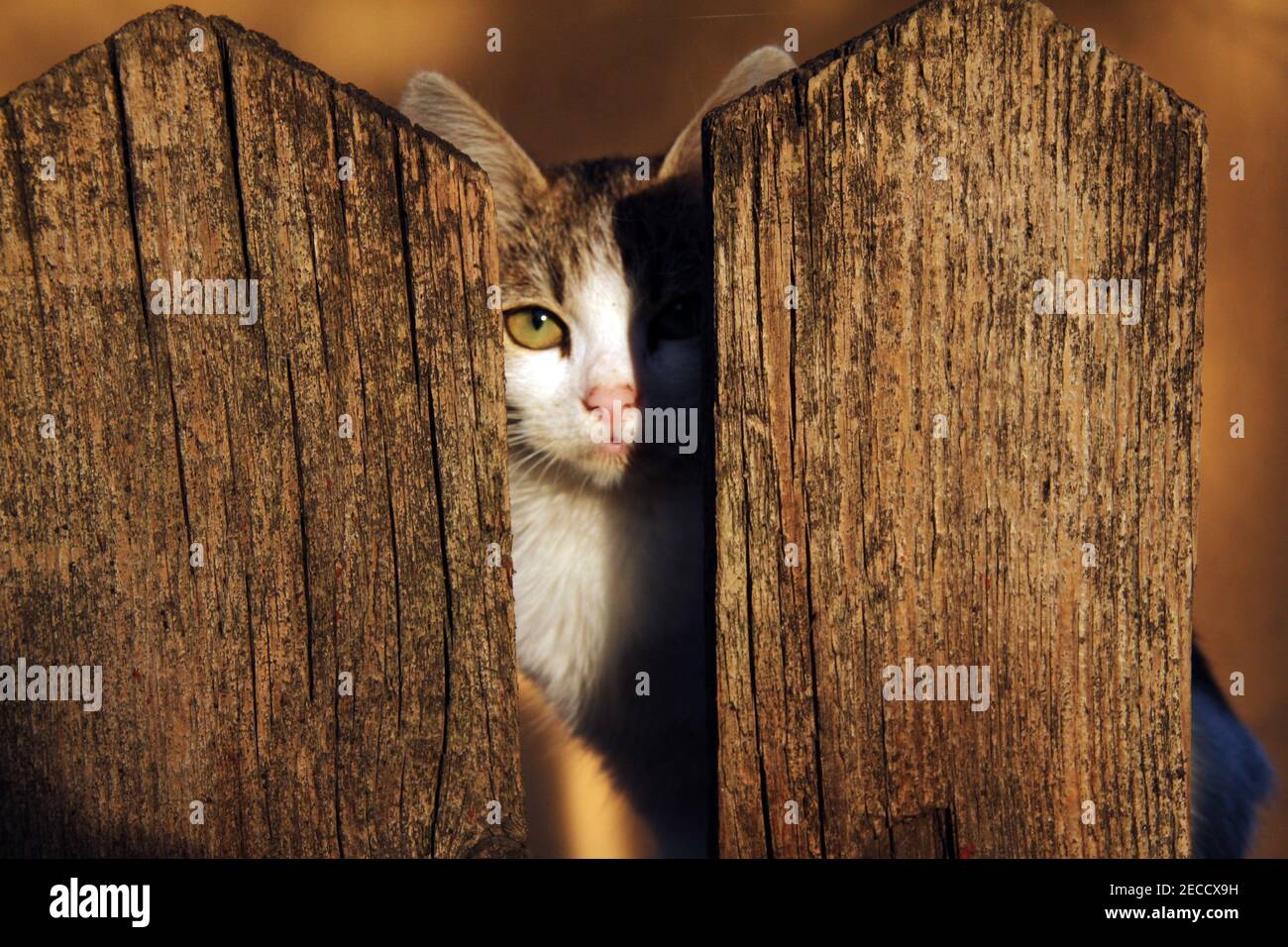 Kitten behind fence hi-res stock photography and images - Alamy