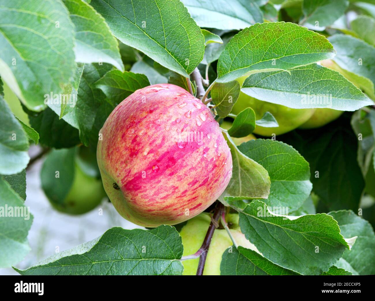 Apple tree with ripe apple fruit. Ripe apples growing on apple tree ...