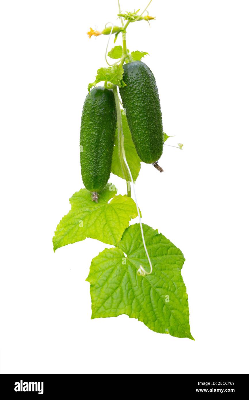 Cucumber plant. Cucumber with leafs and flowers isolated on white ...