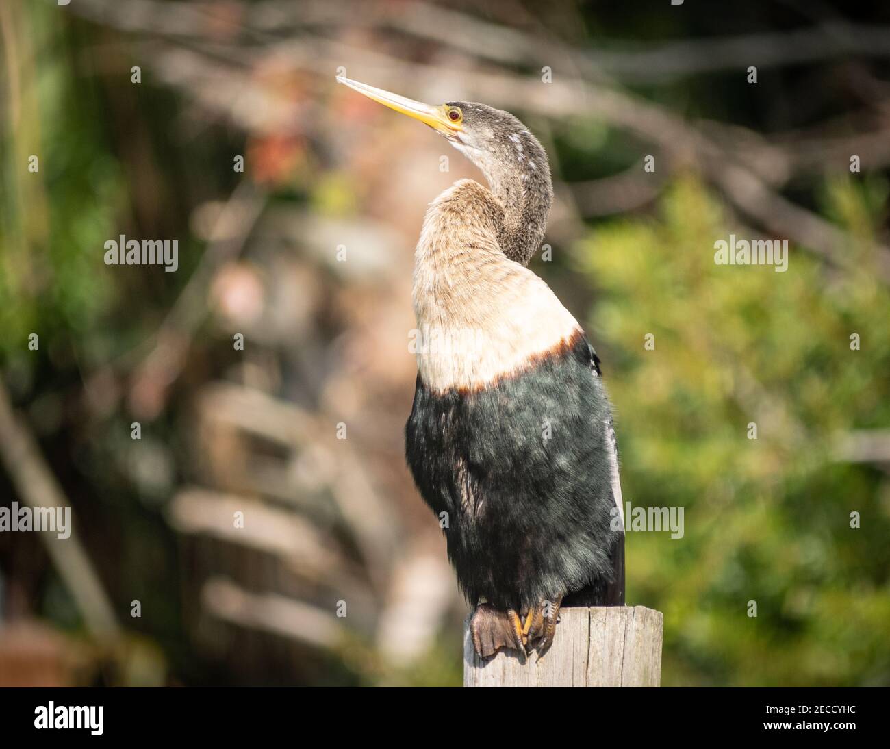 Beautiful Anhinga bird Stock Photo - Alamy