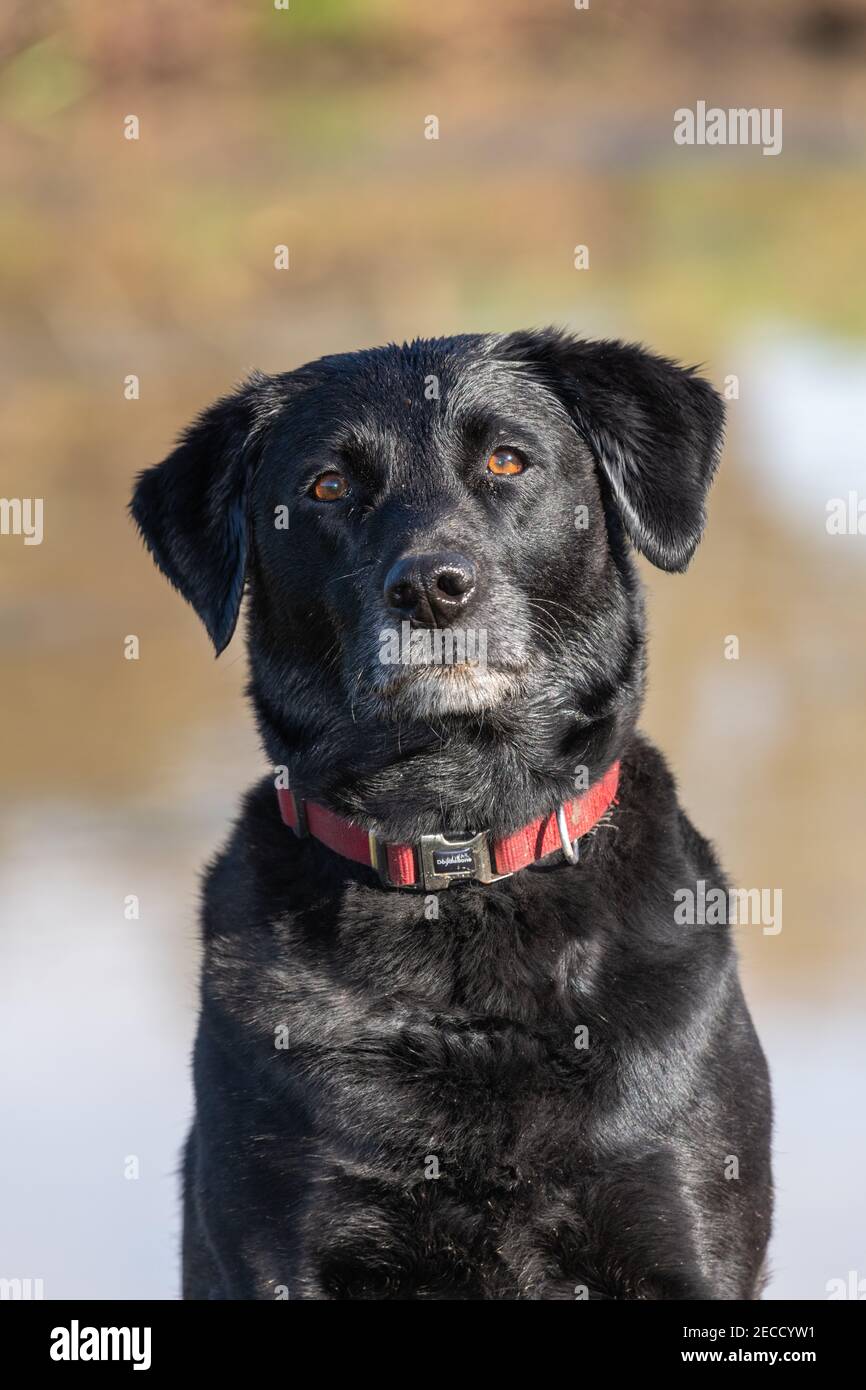 Portrait of a black Labrador sitting down outside Stock Photo - Alamy