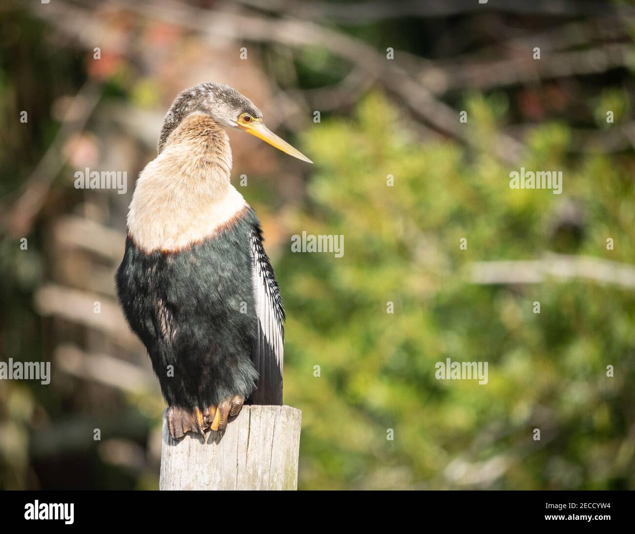 Beautiful Anhinga bird Stock Photo - Alamy