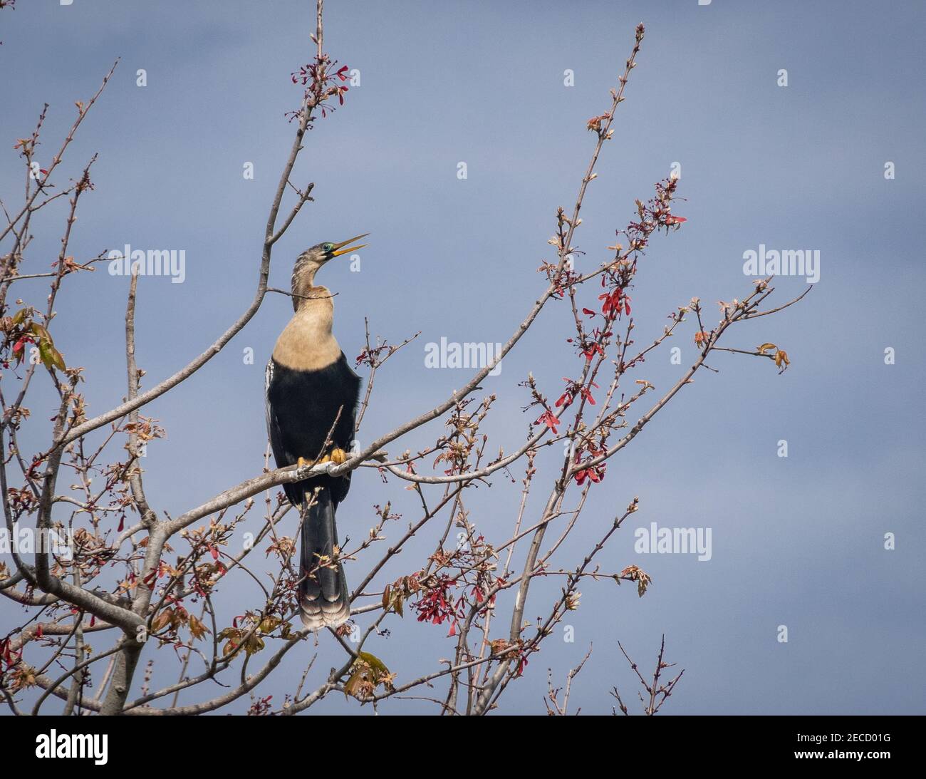 Beautiful Anhinga bird Stock Photo - Alamy