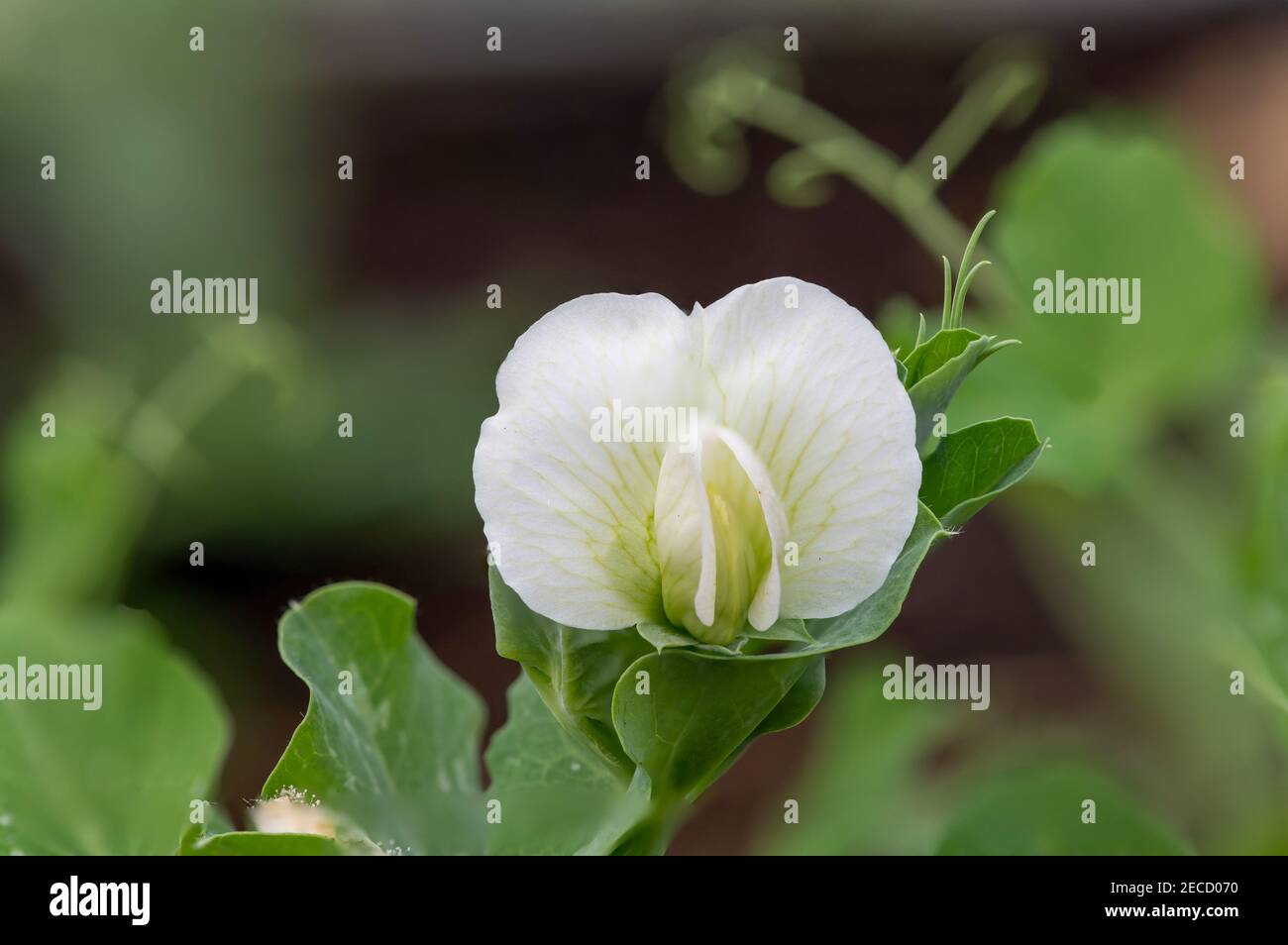 Pisum sativum garden pea flower hi-res stock photography and images - Alamy