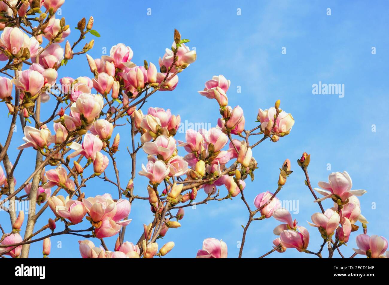 Branches of magnolia hi-res stock photography and images - Alamy