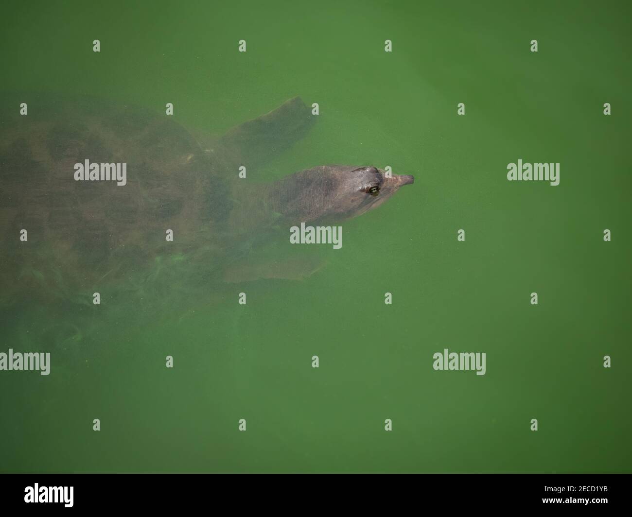 Spiny Softshell turtle in water Stock Photo - Alamy