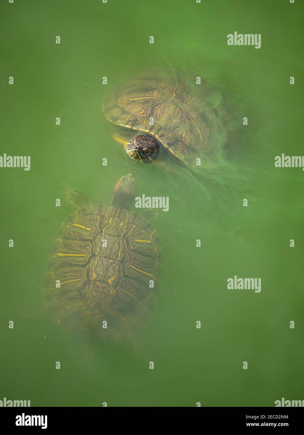 Red-eared slider turtle in water Stock Photo - Alamy
