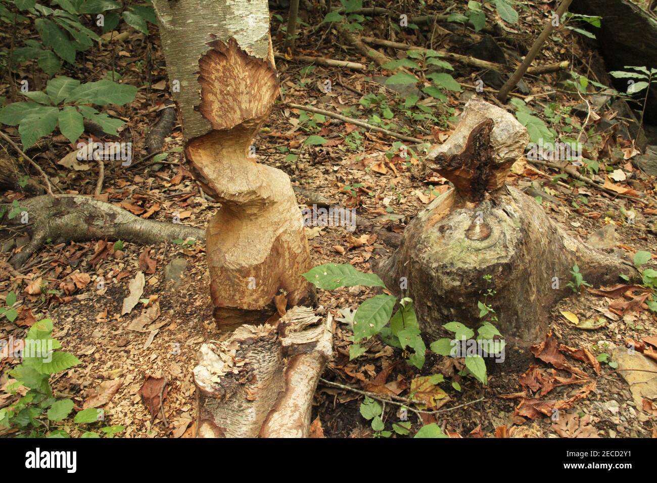 Virginia, USA. Tree trunks chewed by a beaver Stock Photo - Alamy