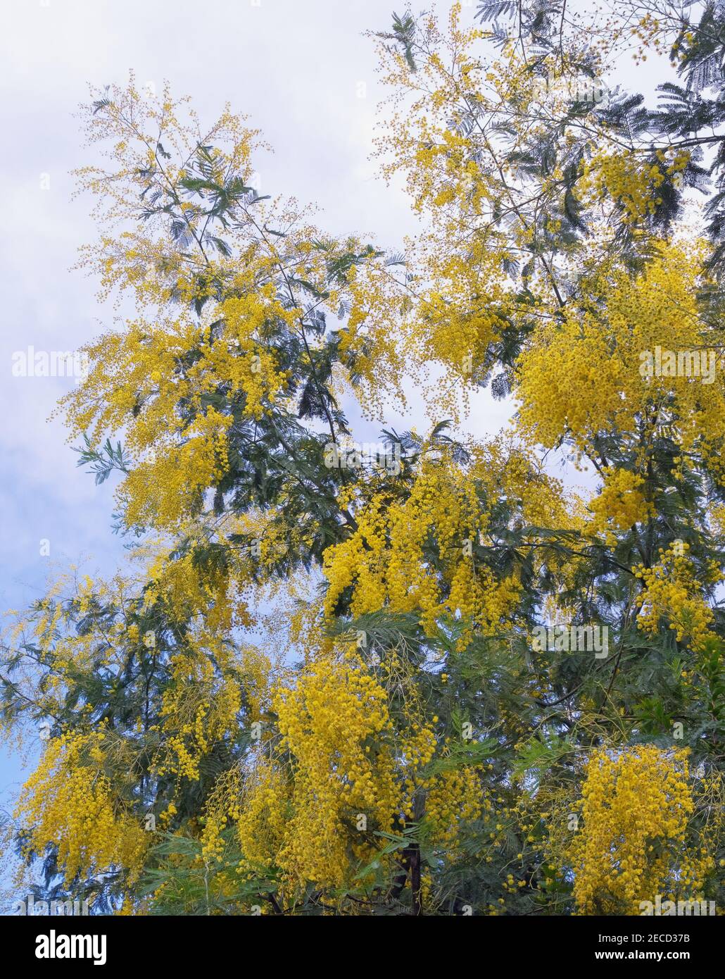 Acacia dealbata tree ( silver wattle, blue wattle or mimosa ) in bloom ...