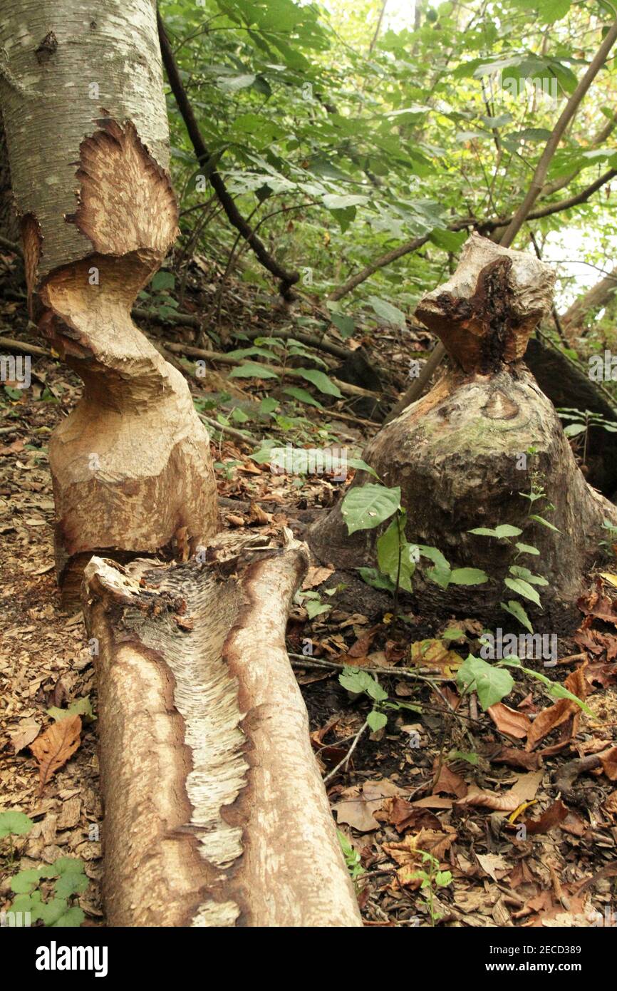 Virginia, USA. Tree trunks chewed by a beaver Stock Photo - Alamy