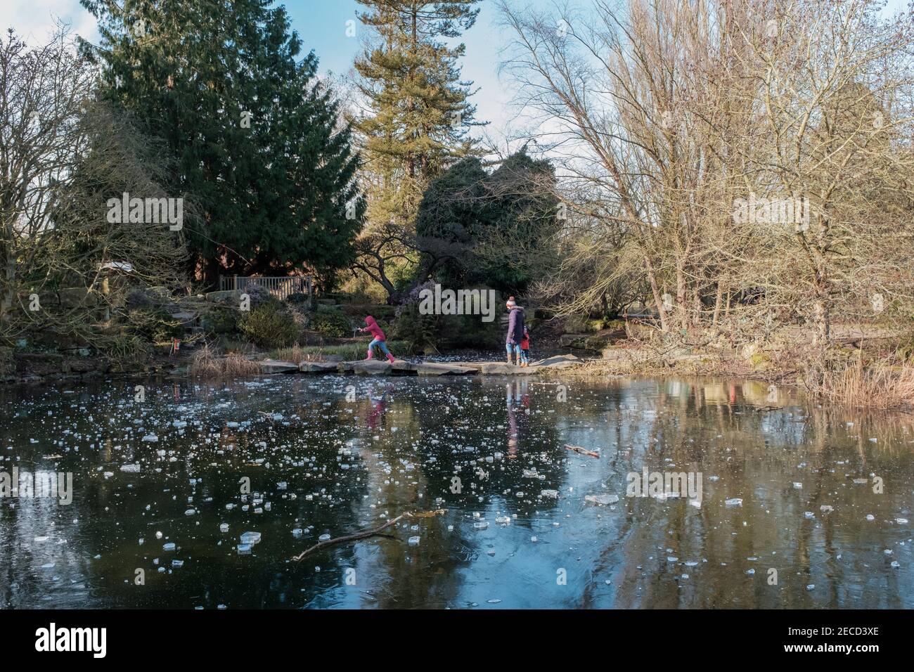 Cambridge botanic gardens winter hi-res stock photography and images ...