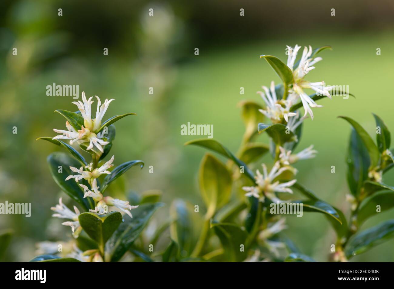 Close up of flowers on a sweet box (sarcococca confusa) shrub Stock ...