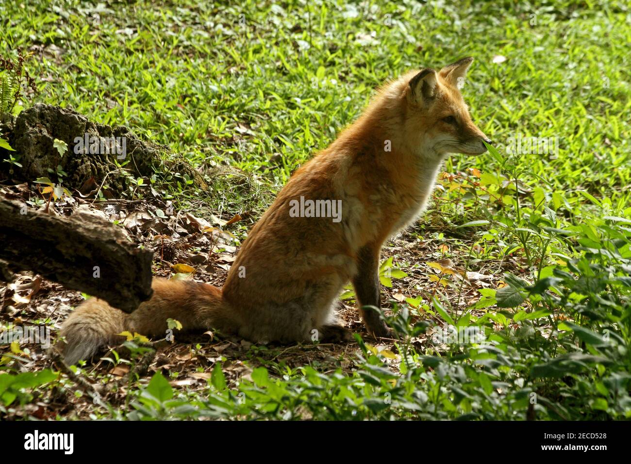 Virginia fox hi-res stock photography and images - Alamy