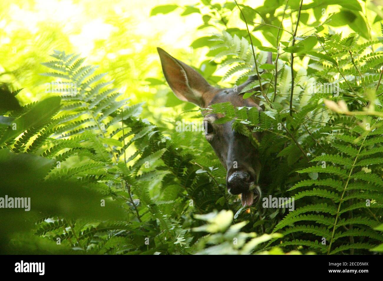 Virginia, USA. Doe eating in the woods Stock Photo - Alamy
