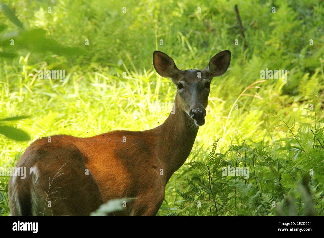 Large doe in Virginia, USA Stock Photo - Alamy