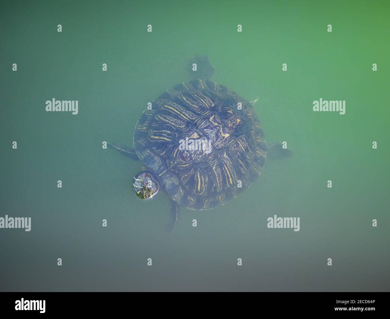 Slider Turtle High Resolution Stock Photography and Images - Alamy