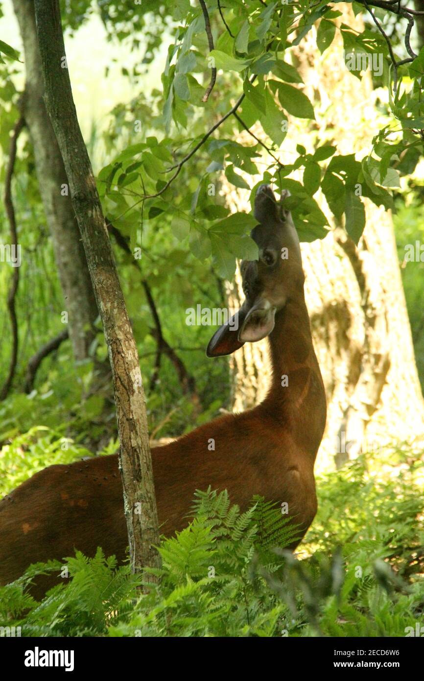 Deer eating leaves hi-res stock photography and images - Alamy