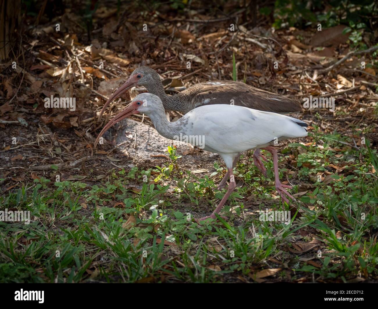 Brown and white bird with long down curved bill hi-res stock ...