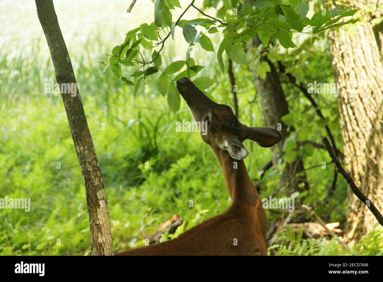 Virginia, USA. Deer eating leaves from a tree Stock Photo - Alamy