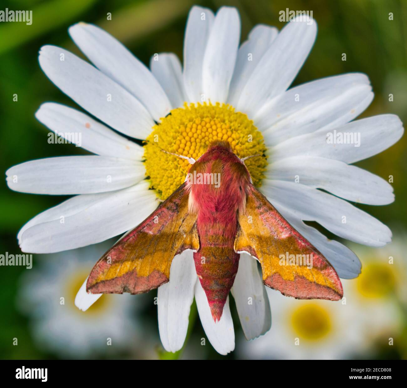 A Photo of a Small Elephant Hawk-moth U.K Moth on a daisy Stock Photo ...