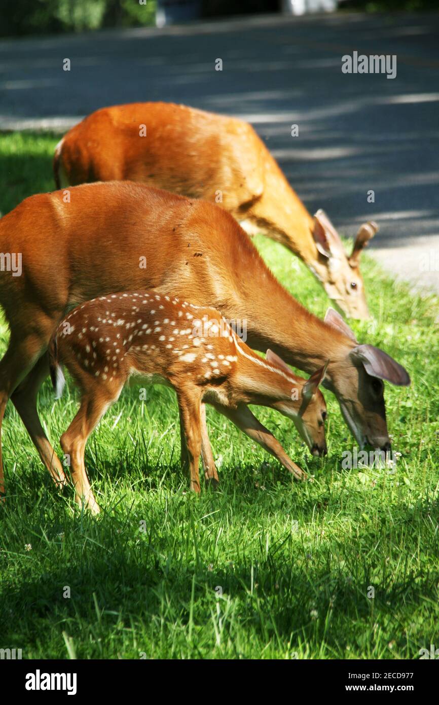 Deer family in Virginia, USA Stock Photo - Alamy