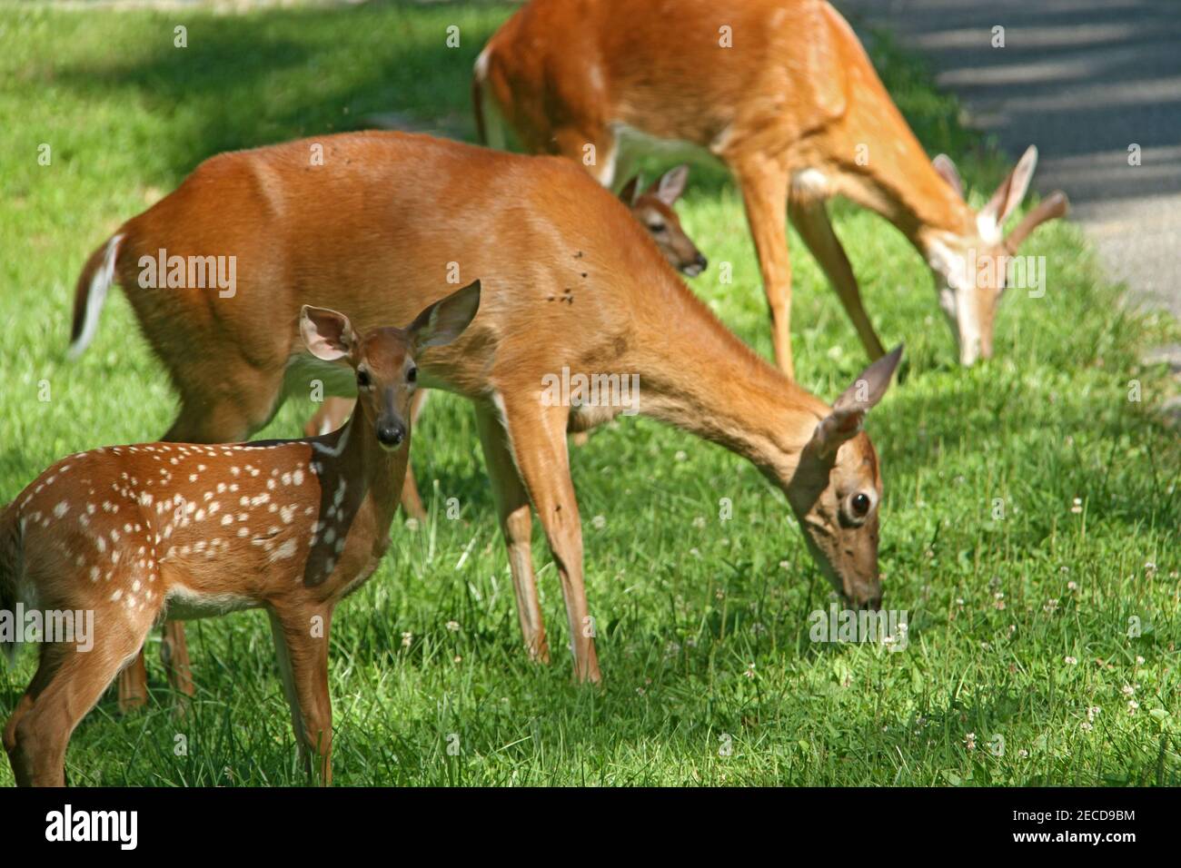 Deer family in Virginia, USA Stock Photo - Alamy