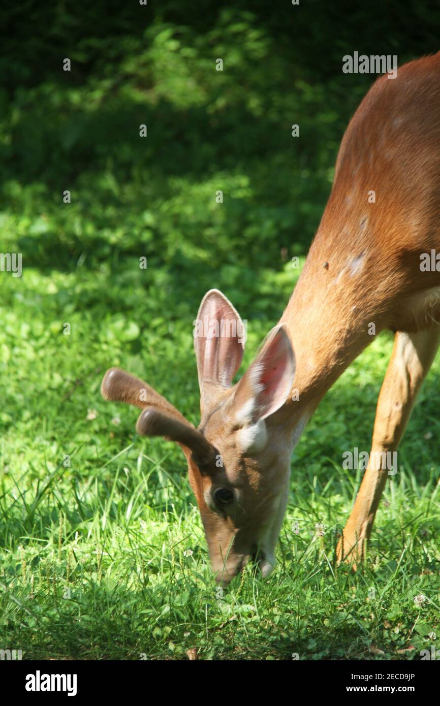 Male roe deer eating hi-res stock photography and images - Alamy