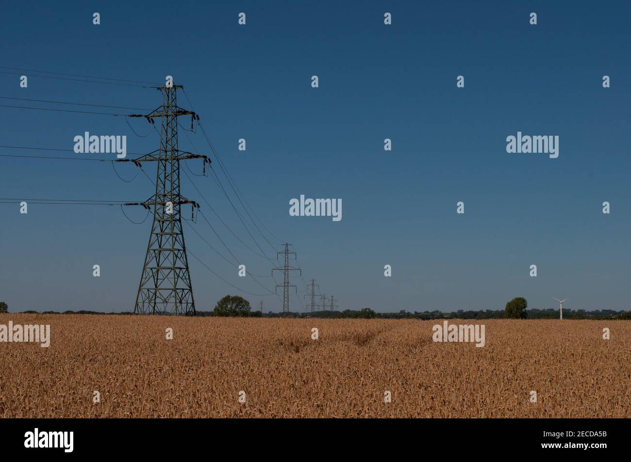 power lines cross a grain field in Denmark Stock Photo - Alamy