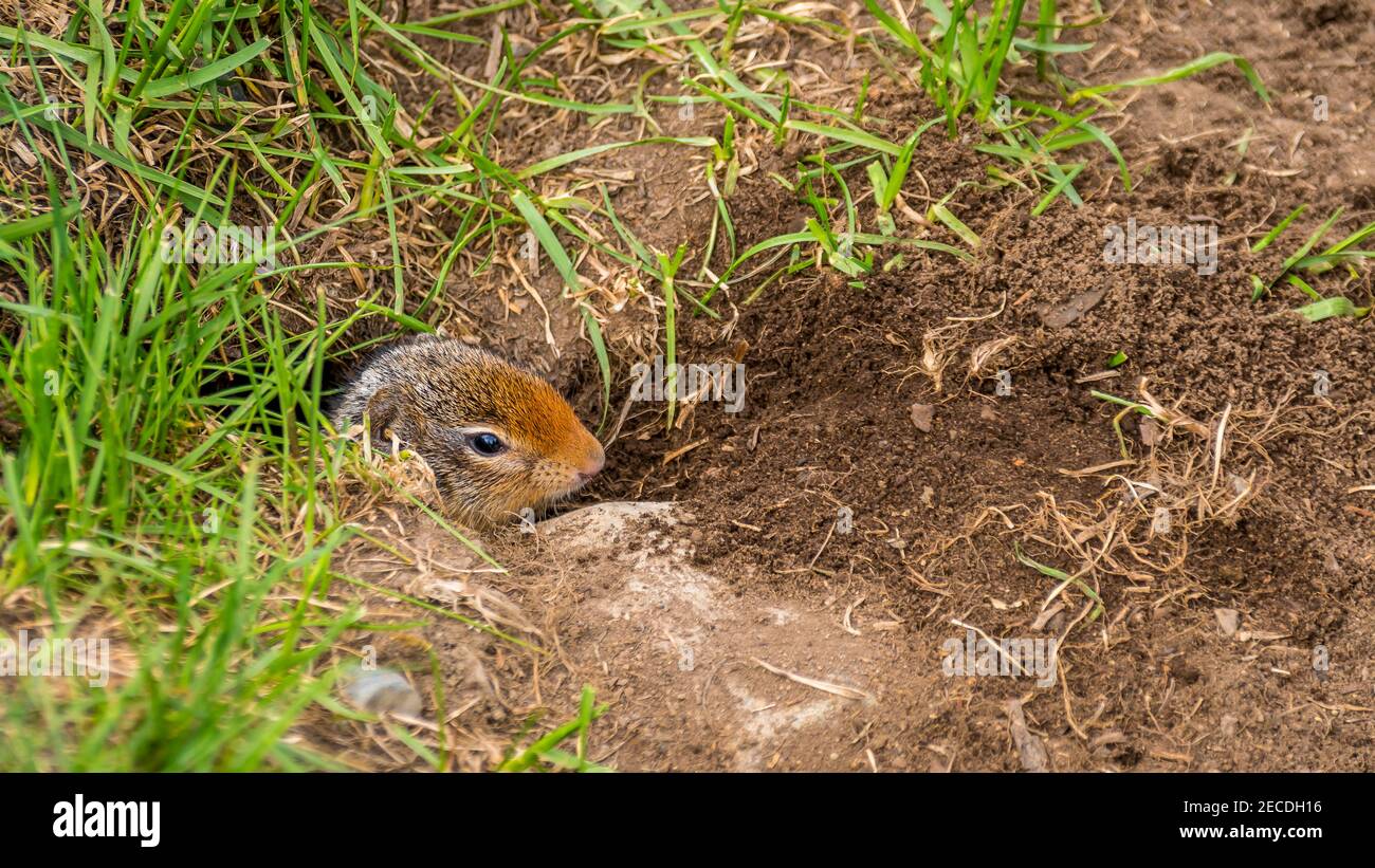 A Columbian ground squirrel coming out of his burrow in the high Alpine ...