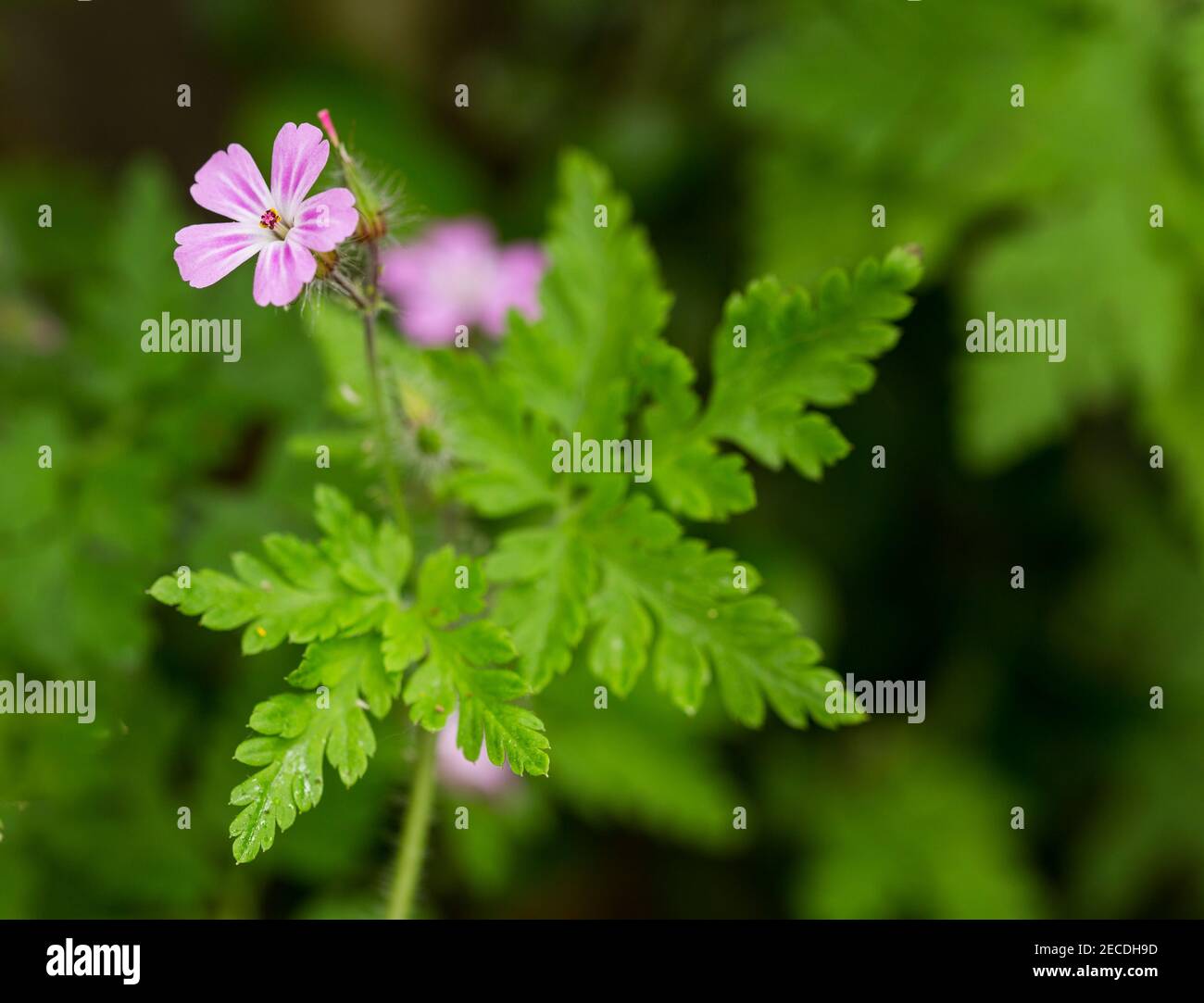 Colour photo of the plant Herb Robert ( Geranium Robertianum Stock ...