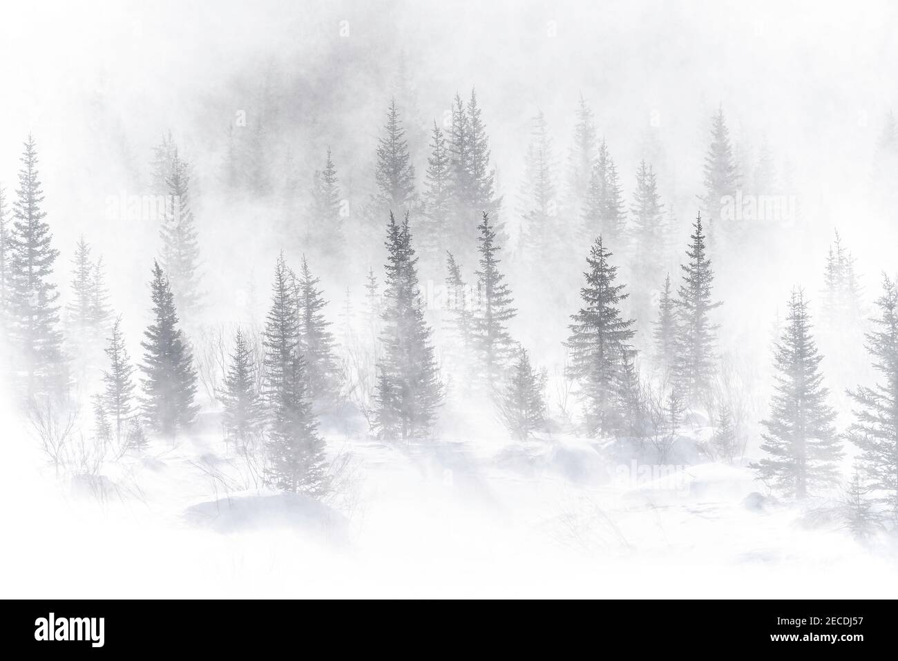 A blast of windblown snow whites out a forest of pines in Kananaskis ...