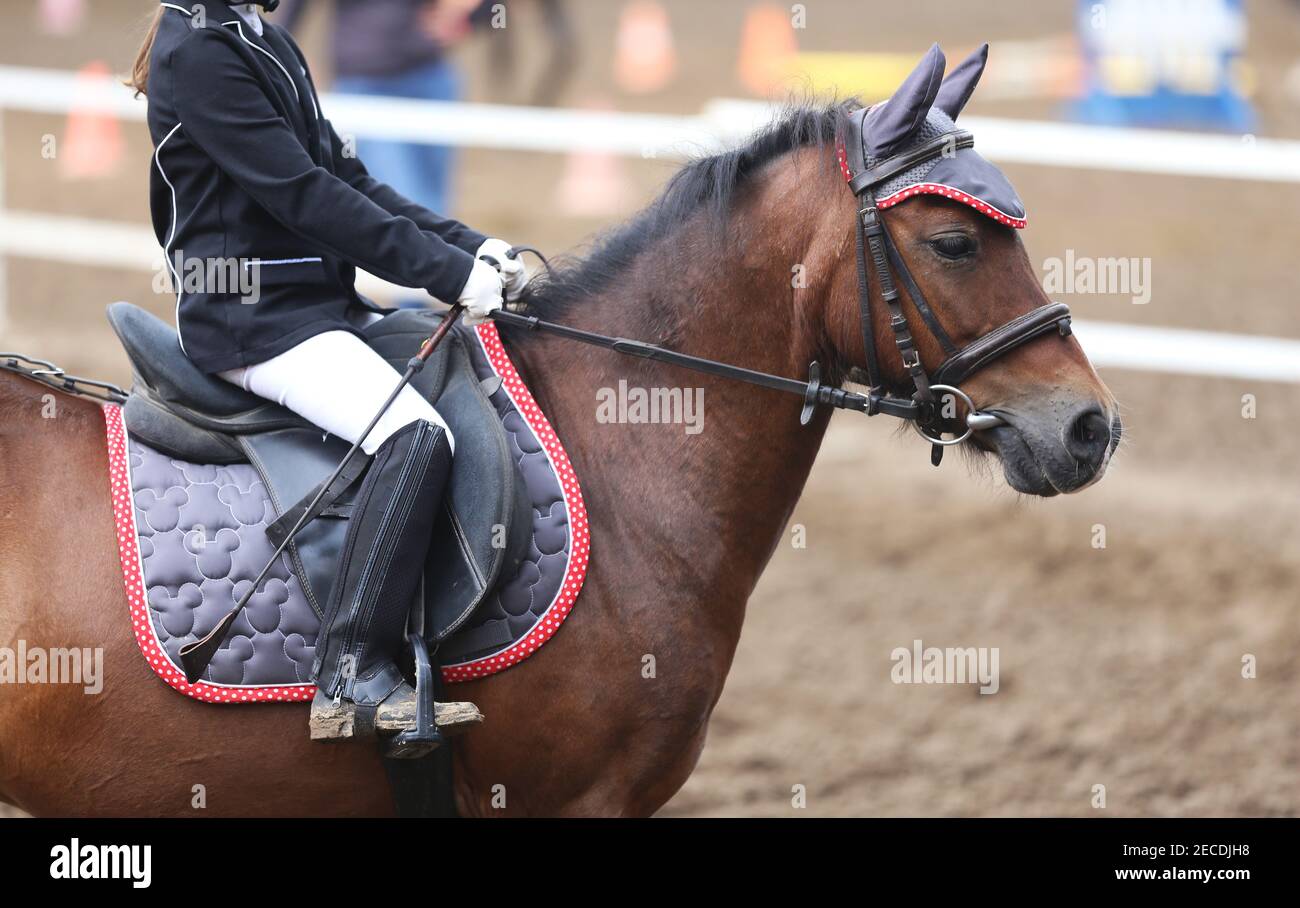 Unknown competitor riding on show jumper horse on equitation event ...