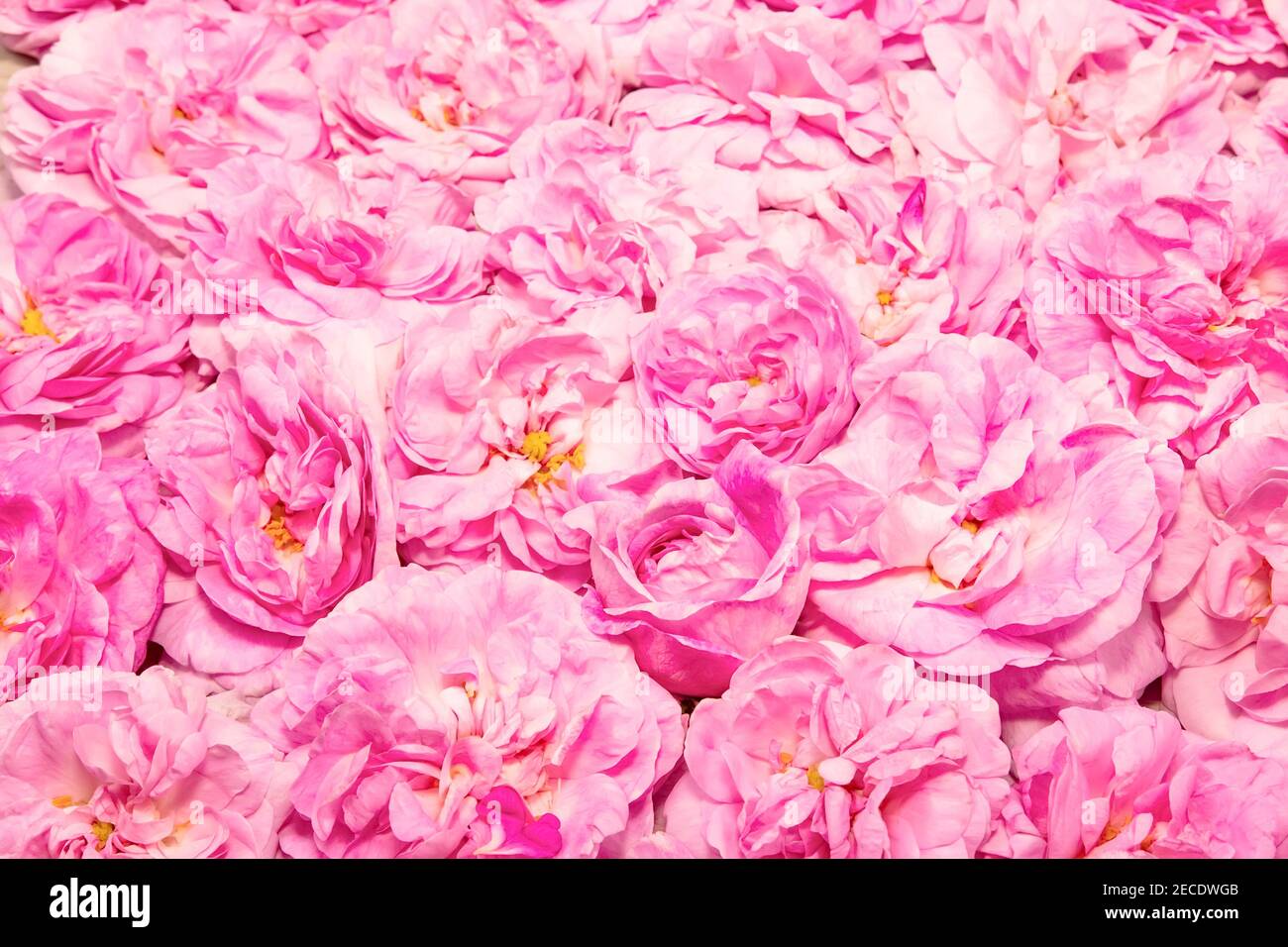 Festive background of pink roses for romantic holidays and greeting ...