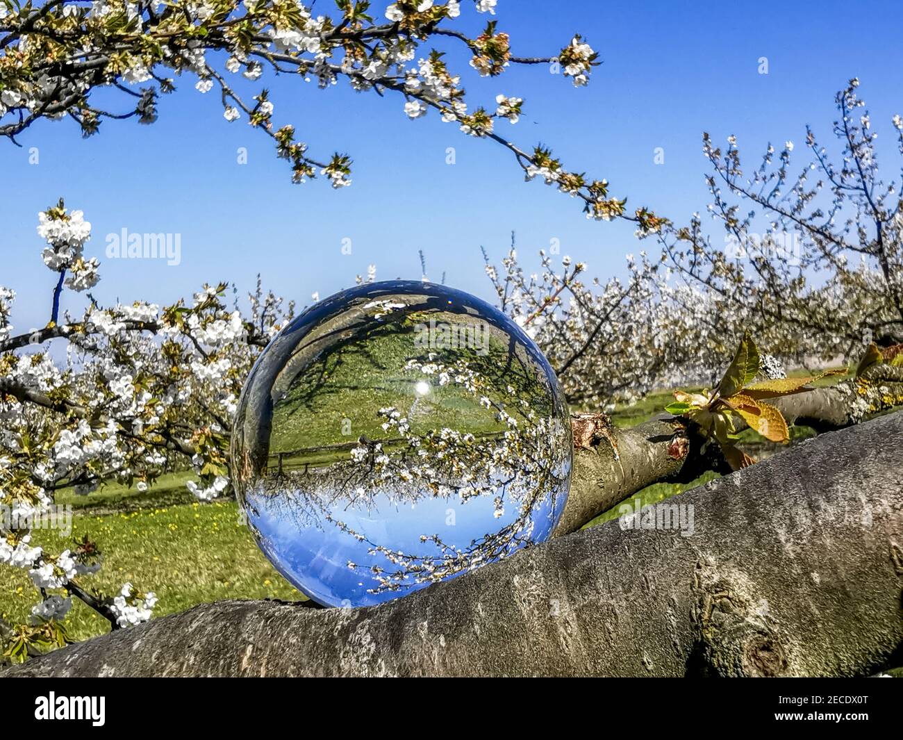 Beautiful shot of a reflective crystal ball on a blooming tree in the ...