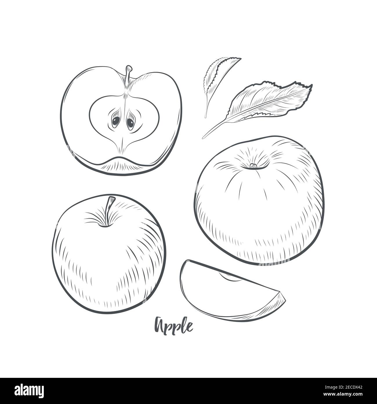 Hand drawn apple isolated on white background Stock Vector Image & Art ...