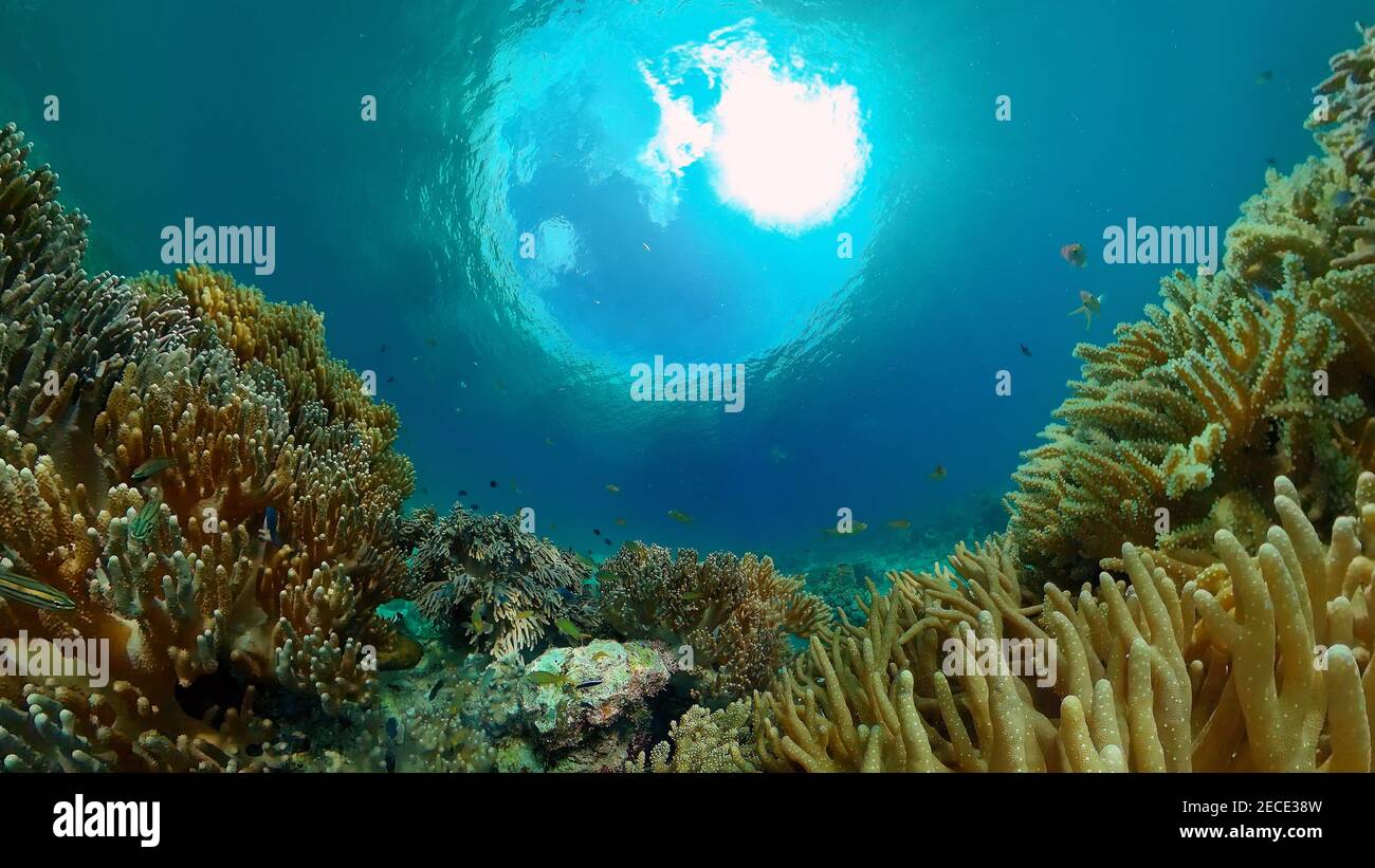 Reef coral scene. Colourful underwater seascape. Beautiful soft coral ...