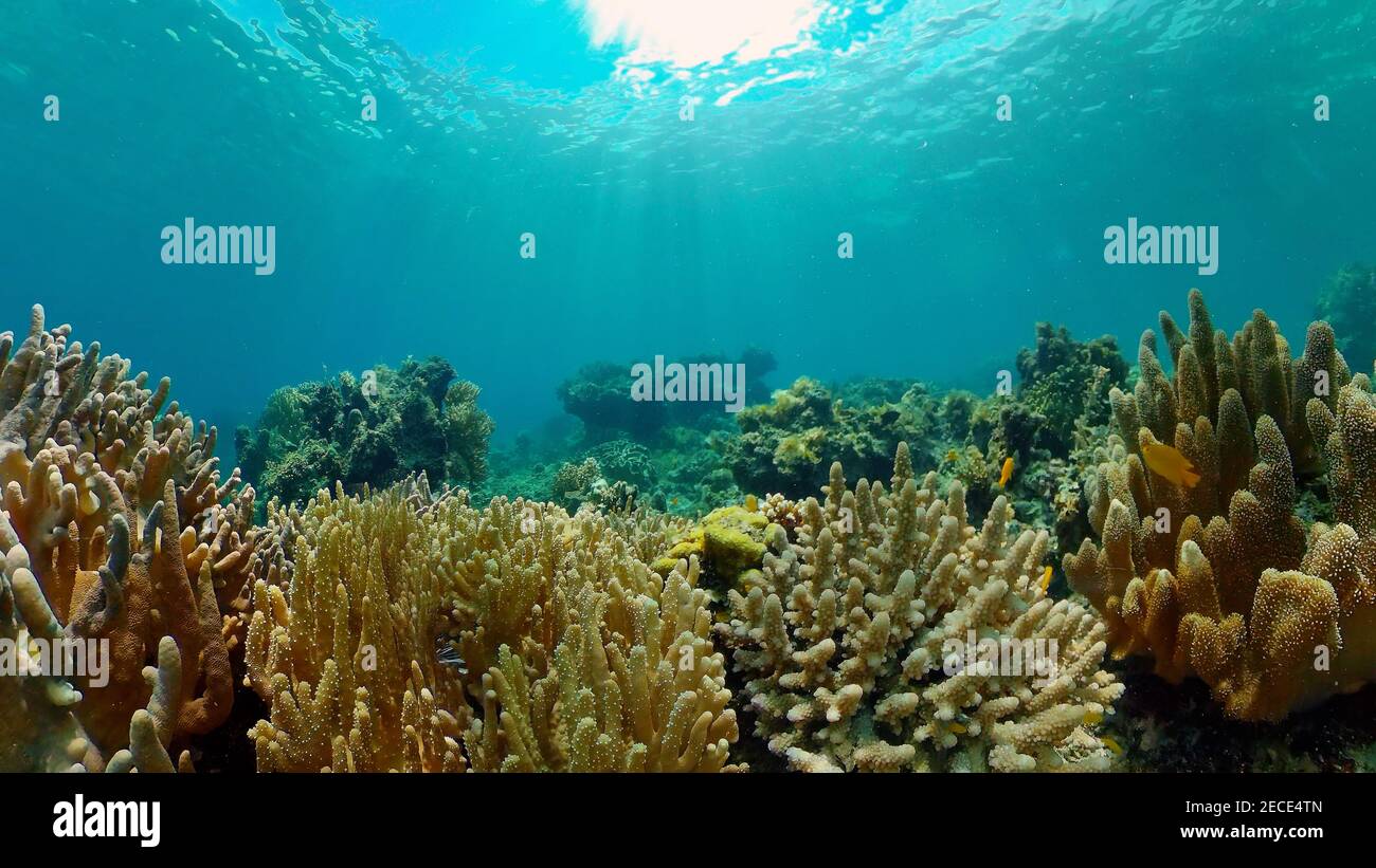 Tropical coral reef and fishes underwater. Hard and soft corals ...