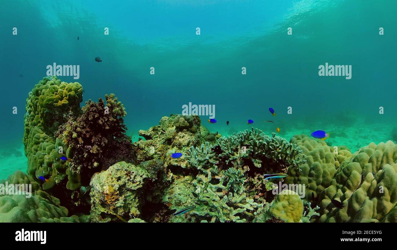 Tropical sea and coral reef. Underwater Fish and Coral Garden ...