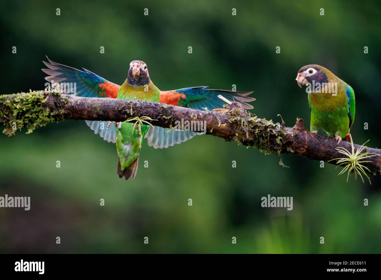 Small flying bird hi-res stock photography and images - Alamy