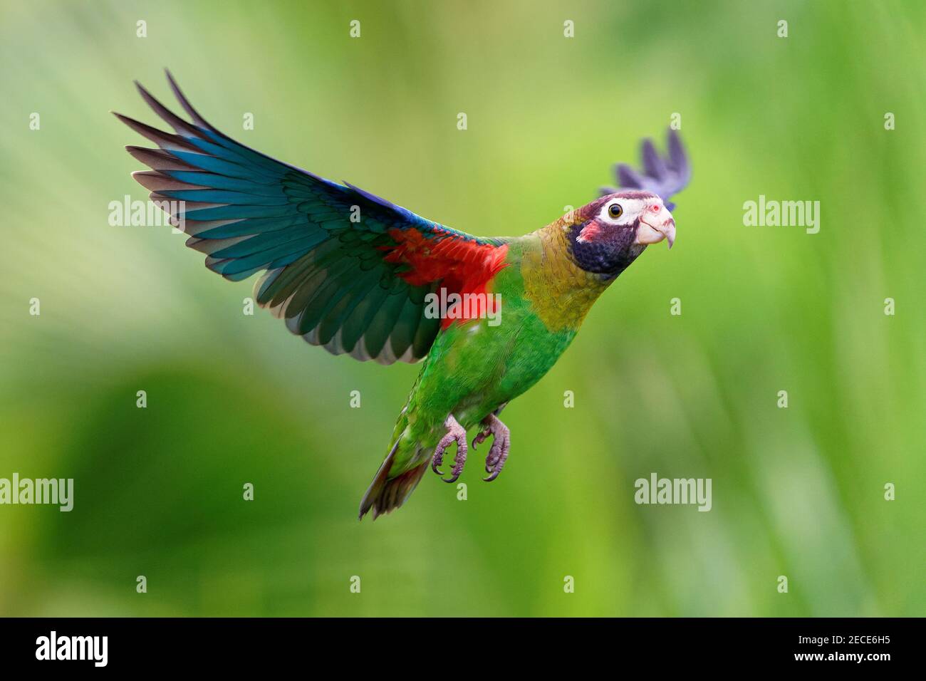Small flying bird hi-res stock photography and images - Alamy