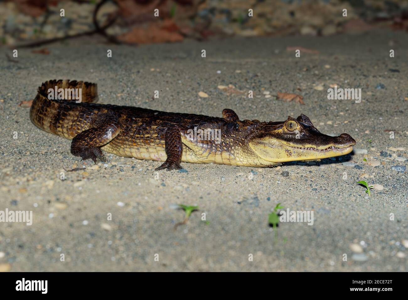 Spectacled caiman - Caiman crocodilus also known as white or common ...