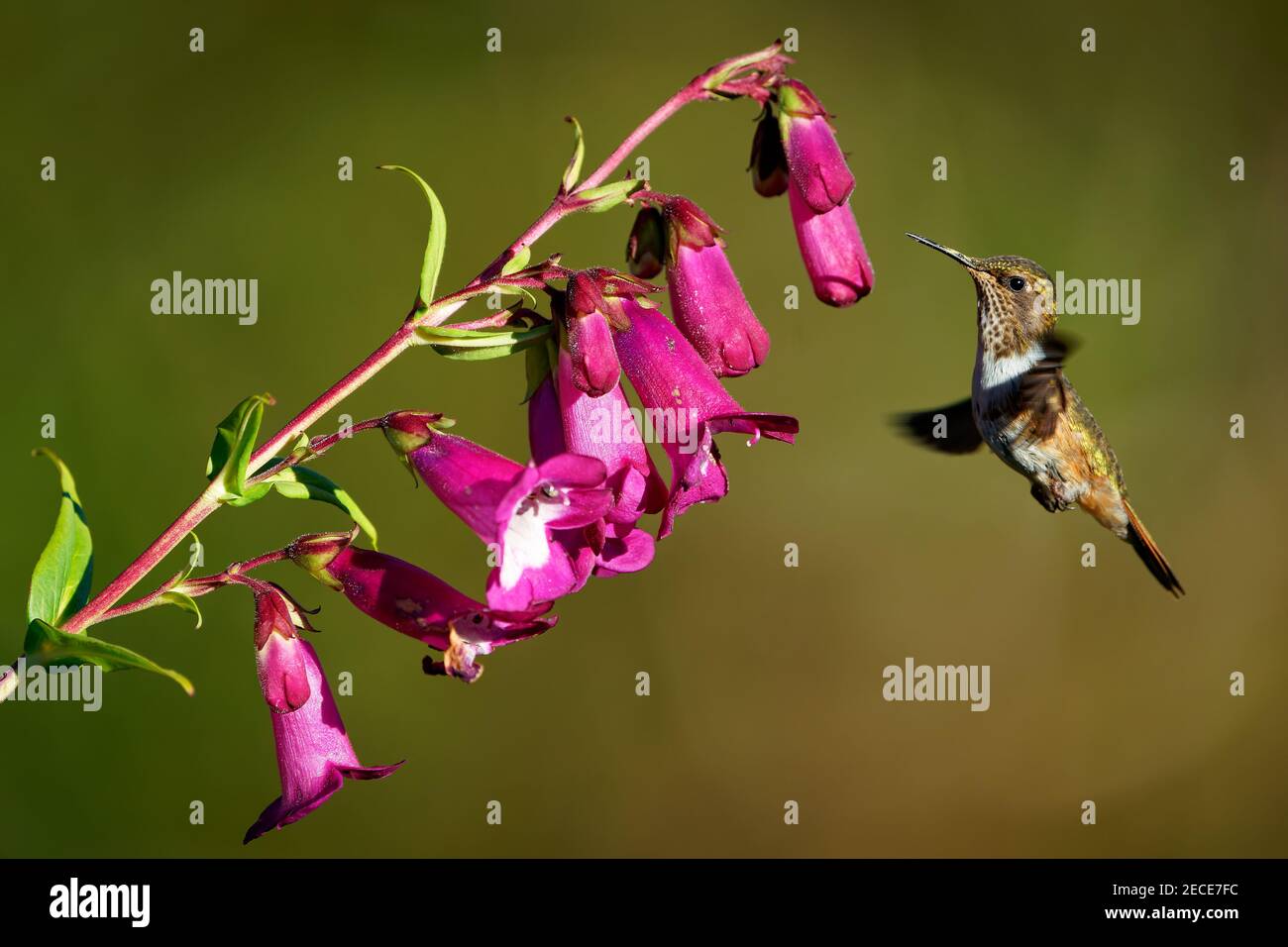 Volcano Hummingbird - Selasphorus flammula very small hummingbird which ...