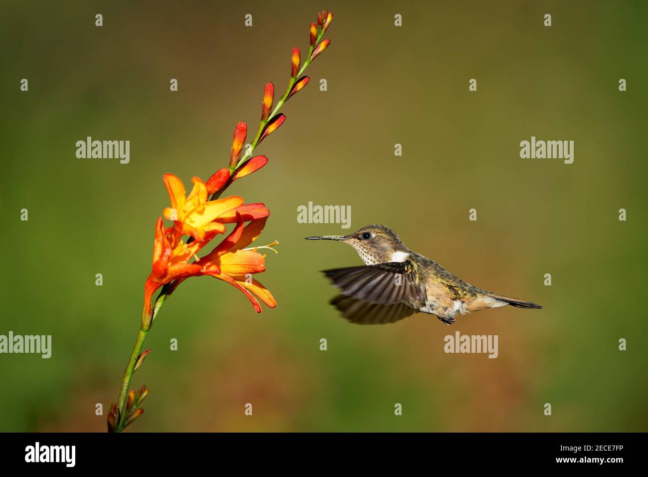 Volcano Hummingbird - Selasphorus flammula very small hummingbird which ...