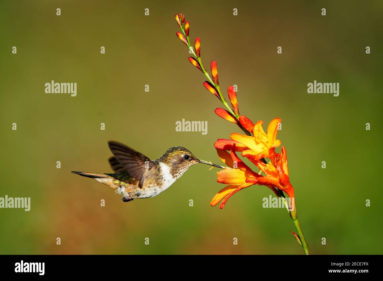 Volcano Hummingbird - Selasphorus flammula very small hummingbird which ...